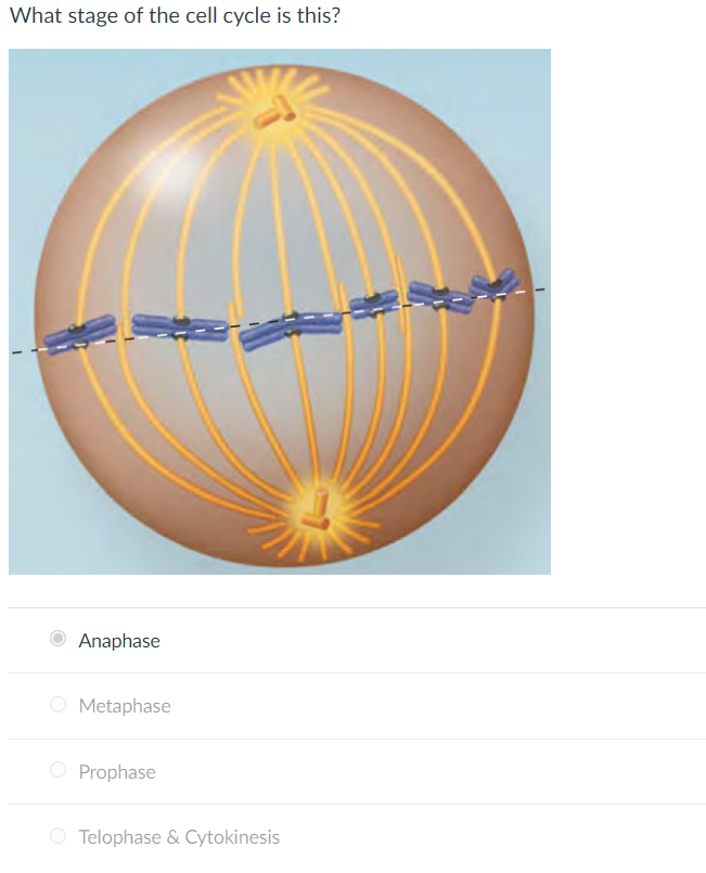 Solved What stage of the cell cycle is this? Anaphase O | Chegg.com