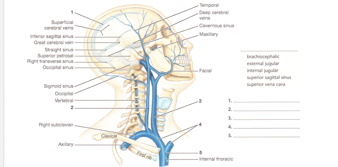 Solved Temporal Deep cerebral veins Superficial cerebral | Chegg.com