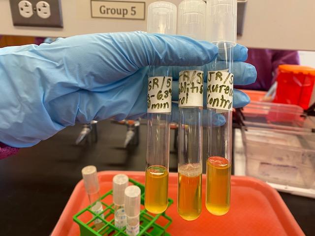 Solved Steps: Label five BT Sure™ test vials as 1, 2, 3, 4 | Chegg.com