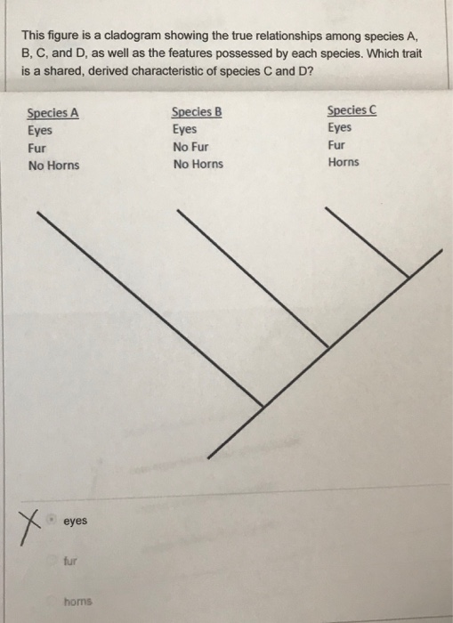 This figure is a cladogram showing the true | Chegg.com