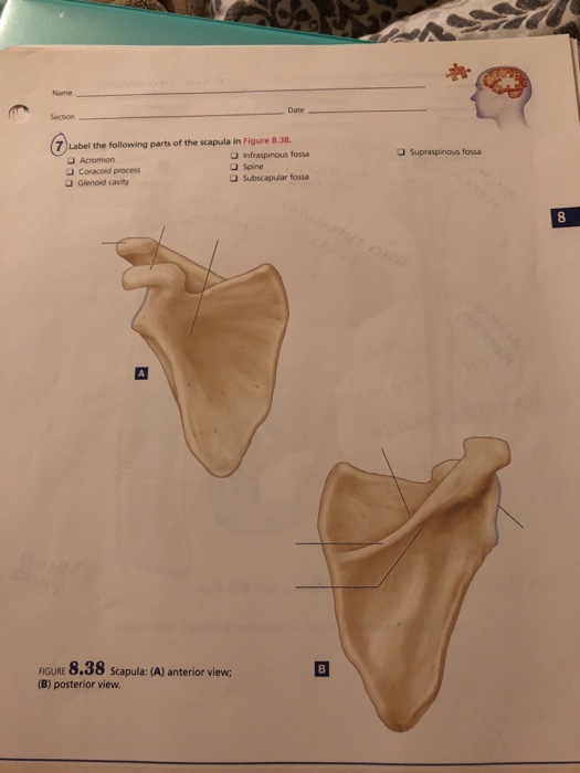 42 scapula without labels