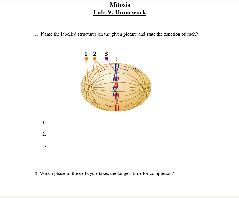 Solved Mitosis Lab–9: Homework 1. Name the labelled | Chegg.com