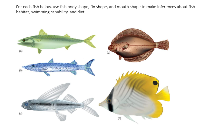 Solved For each fish below, use fish body shape, fin shape, | Chegg.com