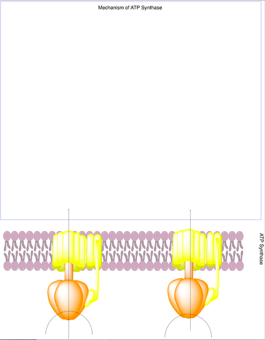 Solved Diagram the process of the Proton Pump. Please | Chegg.com