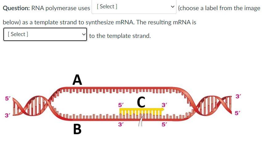 Solved Question: RNA polymerase uses [Select] (choose a | Chegg.com