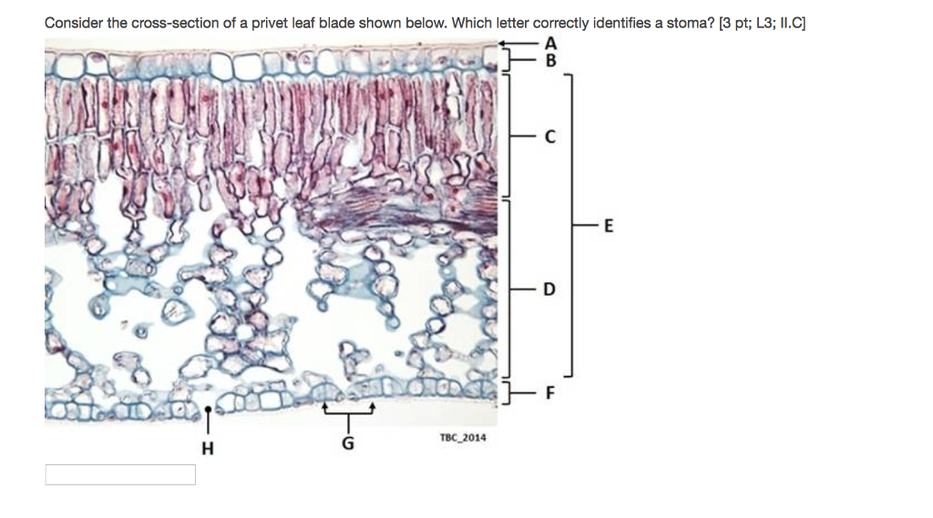 Solved Consider the cross-section of a privet leaf blade | Chegg.com