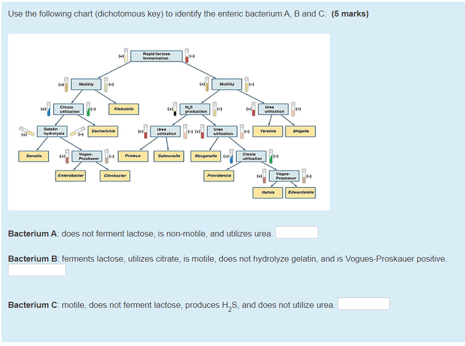 Solved Use the following chart (dichotomous key) to identify | Chegg.com