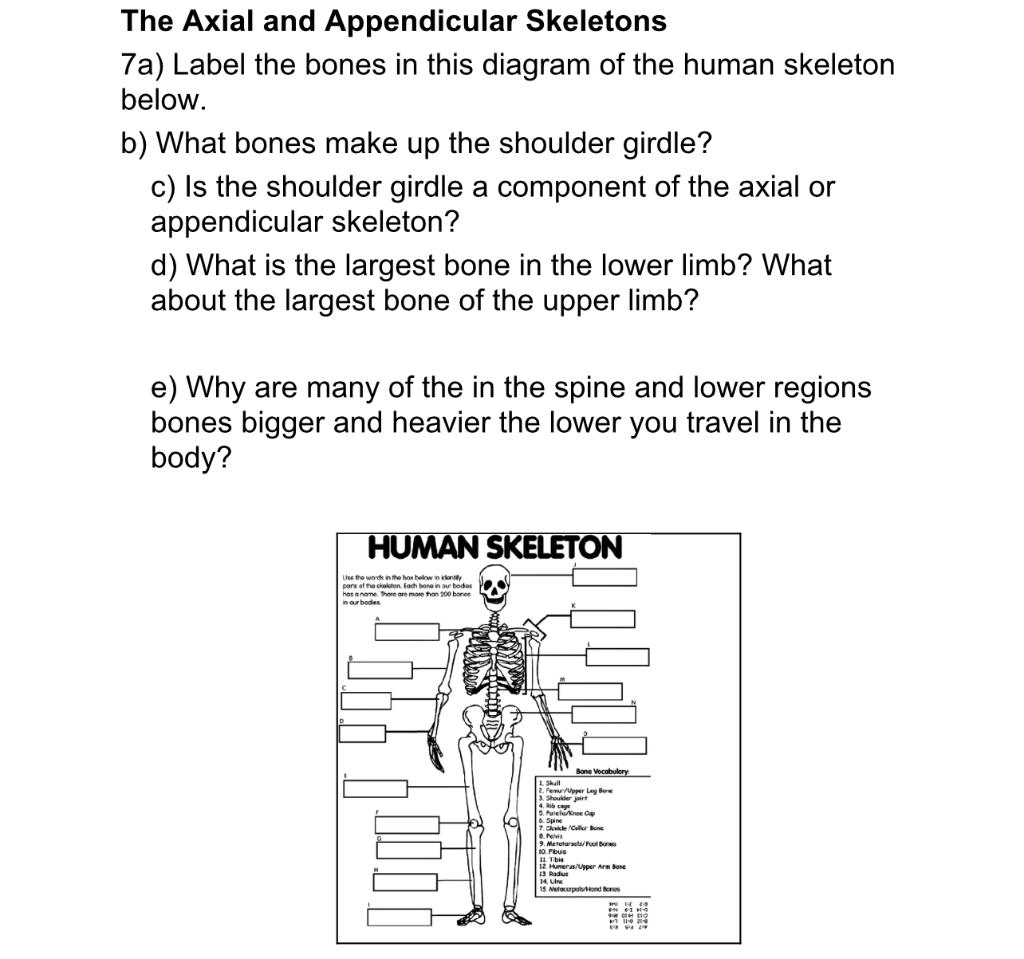 Solved The Axial and Appendicular Skeletons 7a ) Label the | Chegg.com