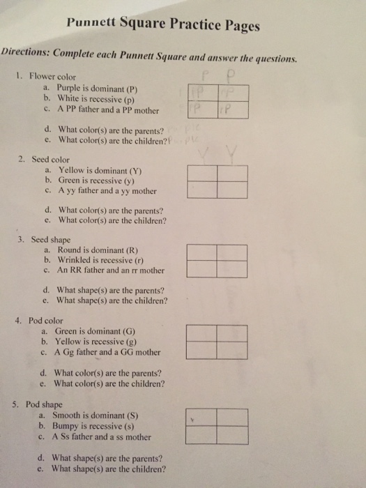 Solved Punnett Square Practice Pages Directions: Complete | Chegg.com