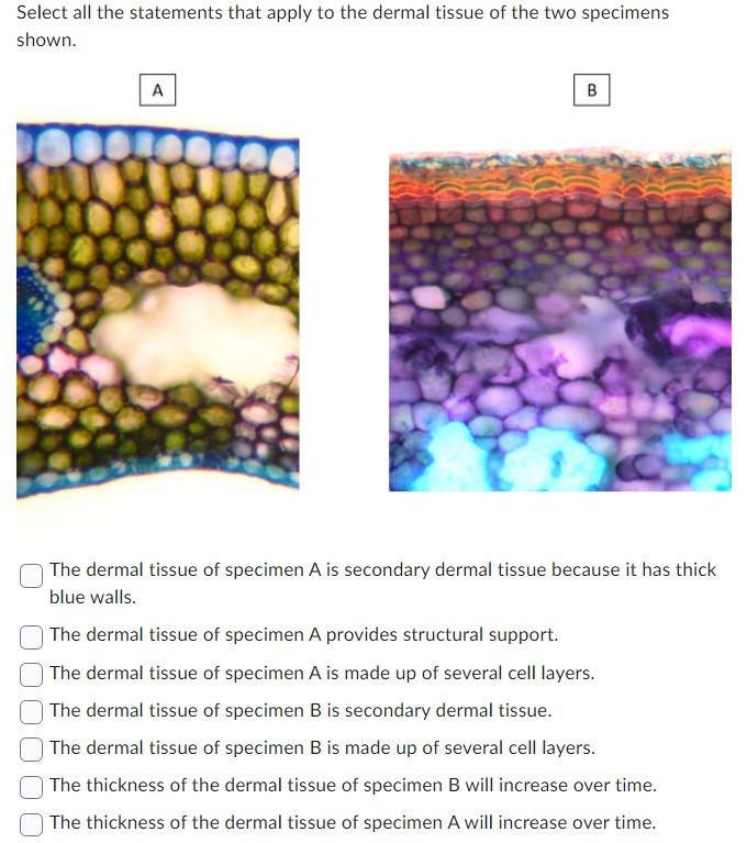 Solved Select all the statements that apply to the dermal | Chegg.com