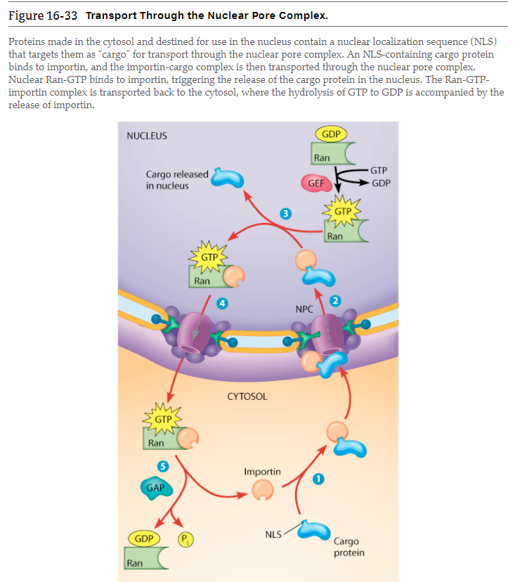 Solved Explain figure 16-33 (Transport through Nuclear pore | Chegg.com