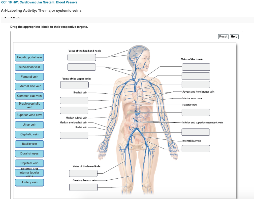 Solved Ch 18 HW: Cardiovascular System: Blood Vessels | Chegg.com