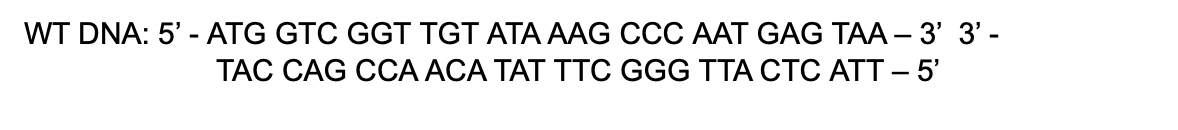 Solved WT DNA: 5' - ATG GTC GGT TGT ATA AAG CCC AAT GAG TAA | Chegg.com