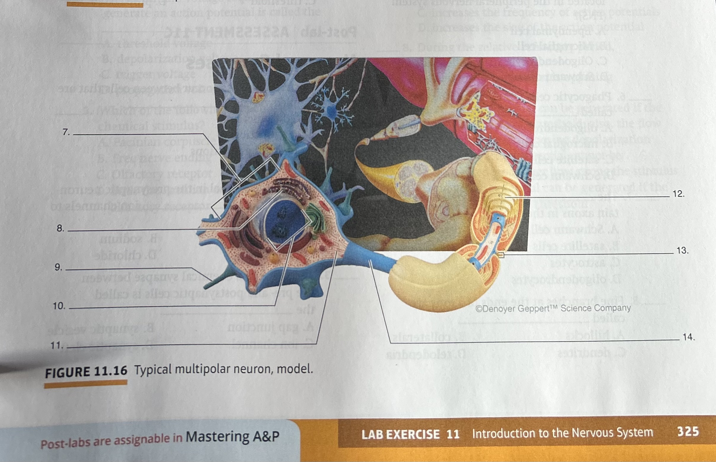 Solved FIGURE 11.16 Typical multipolar neuron, model. | Chegg.com