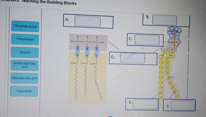 Solved T ulcers. Teaching the Building Blocks Phosphate | Chegg.com