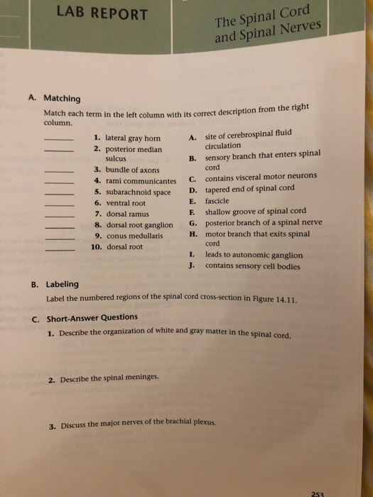 Solved The Spinal Cord and Spinal Nerves LAB REPORT A. | Chegg.com