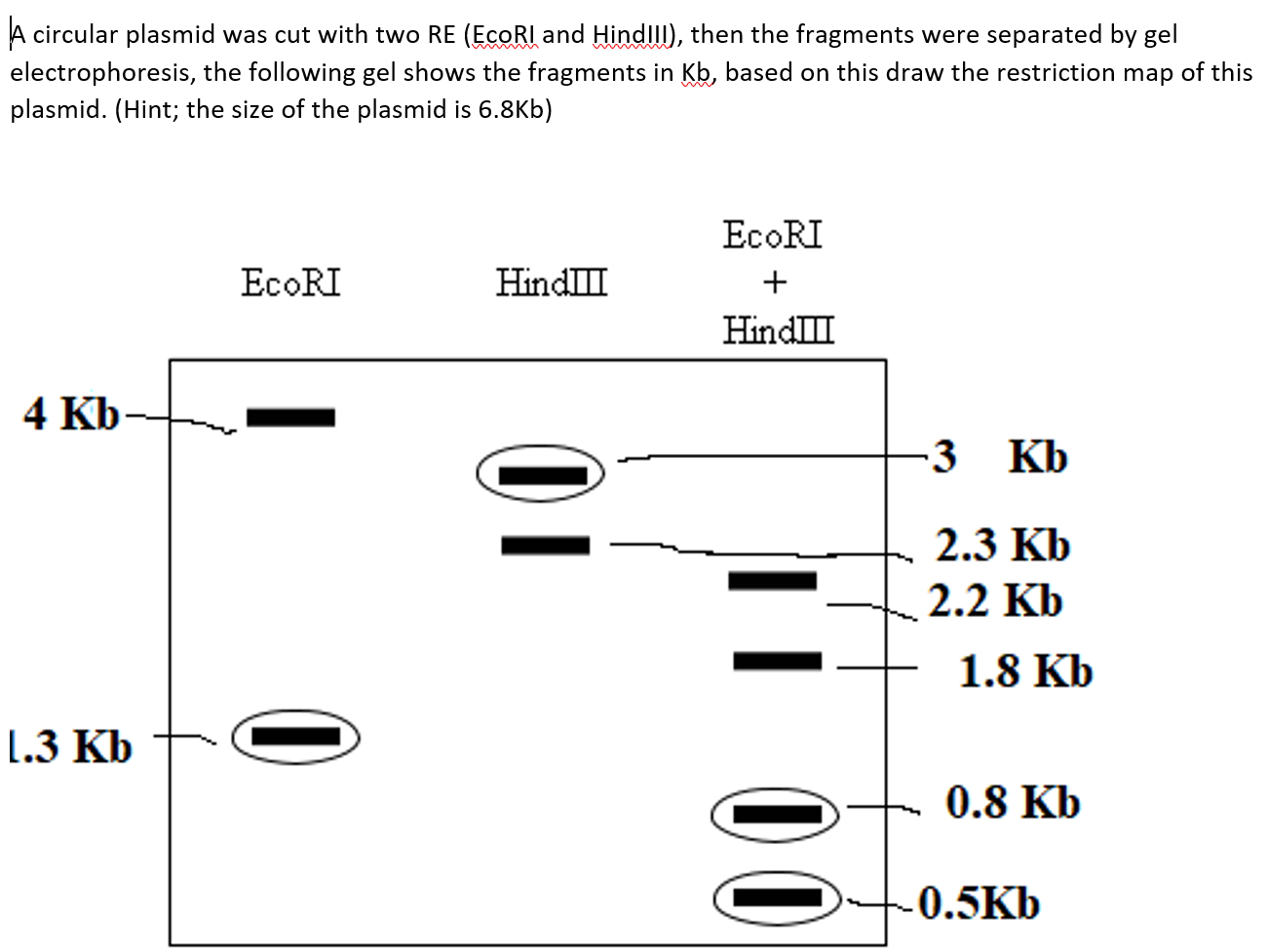 Solved A circular plasmid was cut with two RE (EcoRI and | Chegg.com