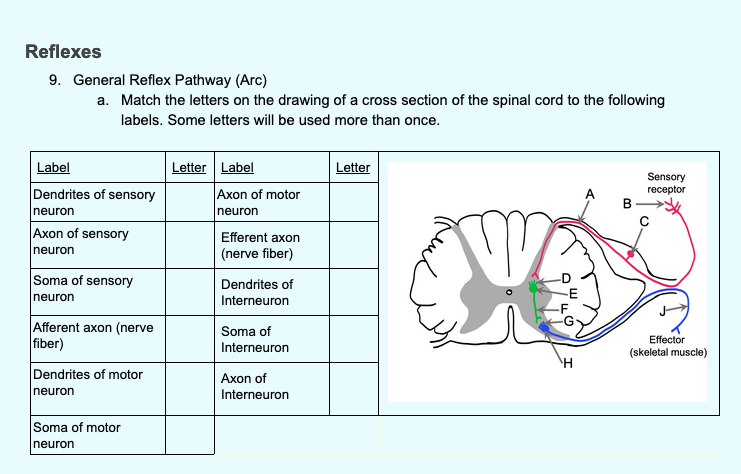 Solved Reflexes 9. General Reflex Pathway (Arc) a. Match the | Chegg.com