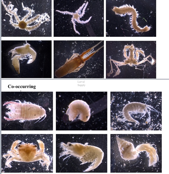 Solved Marine Biology - identify these Benthic Marine | Chegg.com