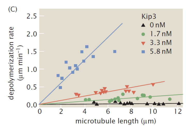 Solved Antenna model for microtubule length control In the | Chegg.com