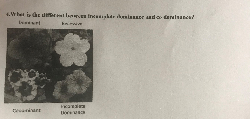 Solved 4.Wha t is the different between incomplete dominance | Chegg.com