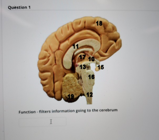 Solved what part of the brain filters information going to | Chegg.com