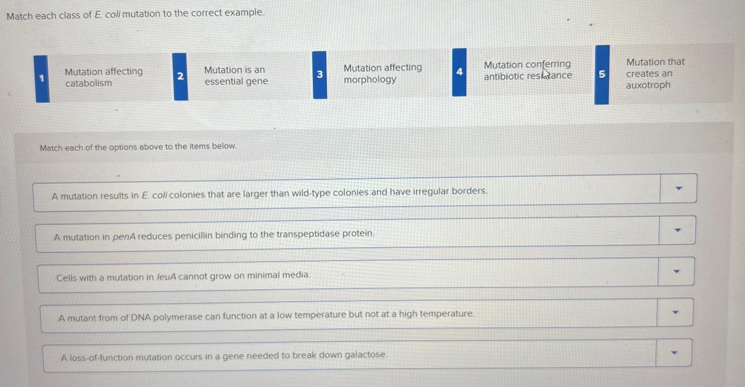Solved Match each class of E. coli mutation to the correct | Chegg.com