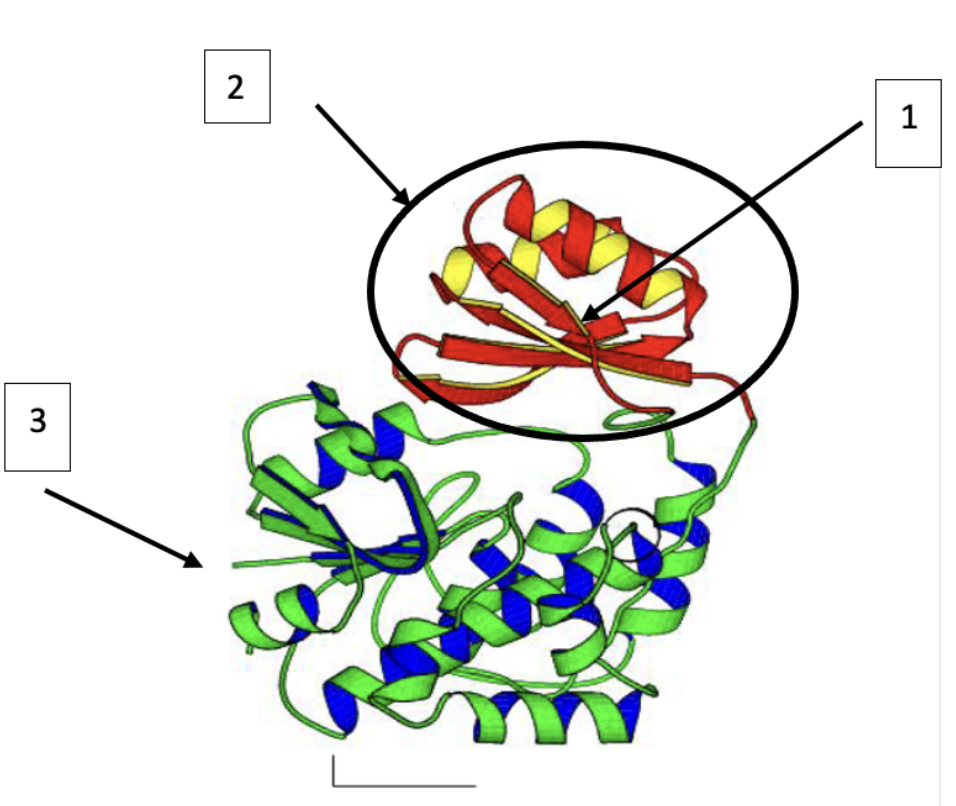 Solved Consider the structure at the end of the arrow "1". | Chegg.com
