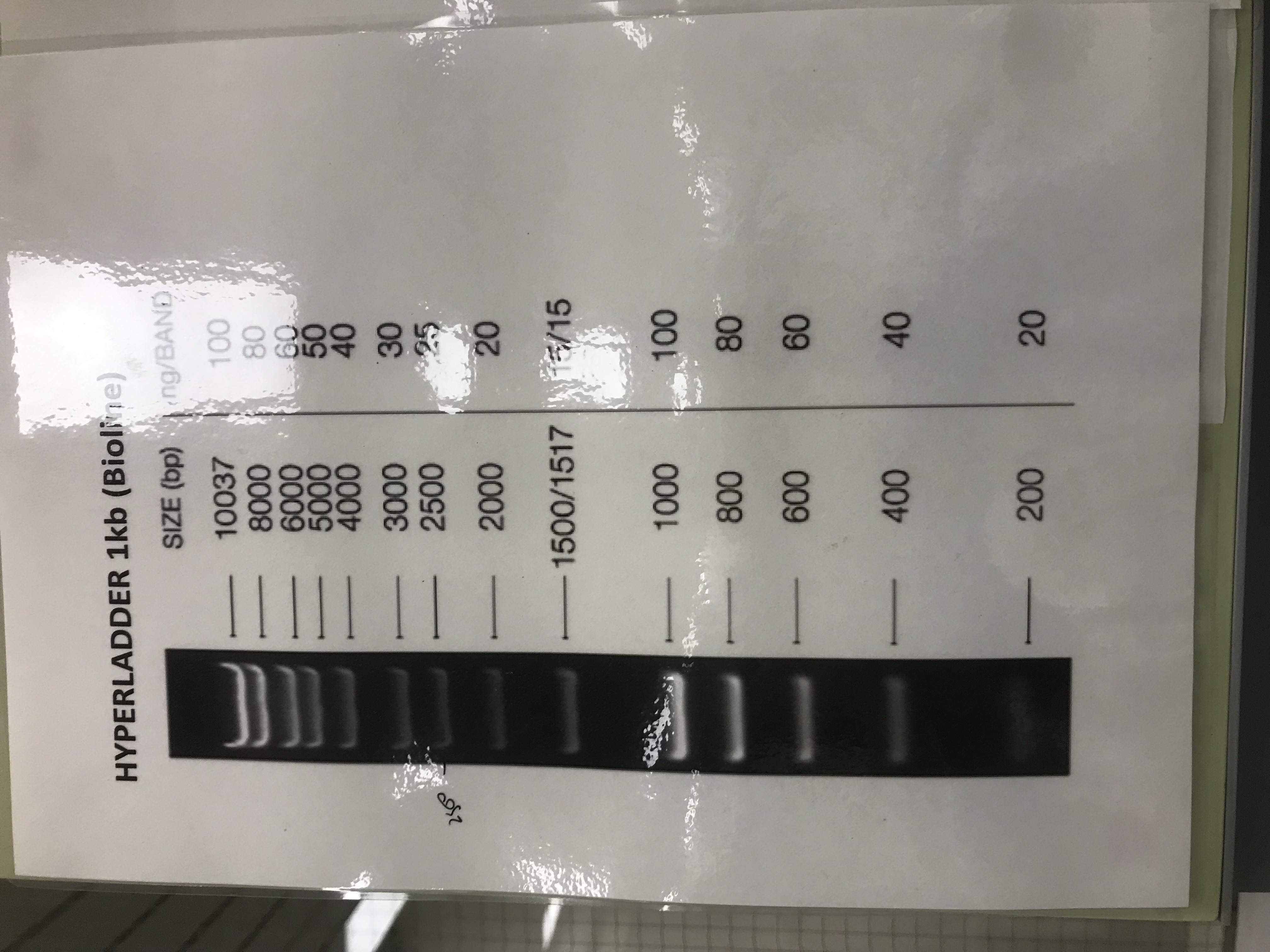 Solved I need to compare my gel electrophoresis results | Chegg.com