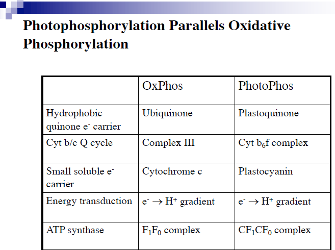 Photophosphorylation Vs Oxidative Phosphorylation