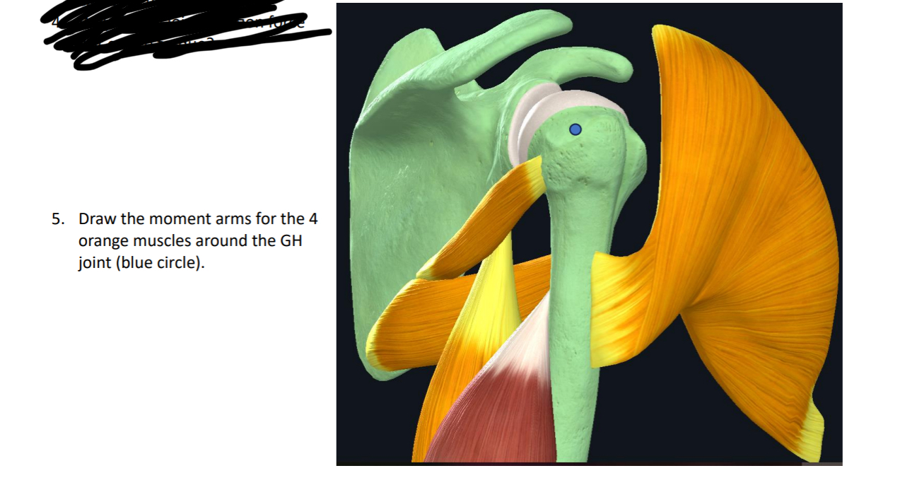 Solved Draw the moment arms for the 4orange muscles around | Chegg.com