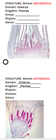Solved STRUCTURE: Mnium ARCHEGONIA Domain: Eukarya Kingdom: | Chegg.com