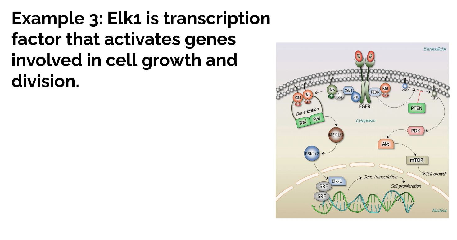 Solved Example 3: Elk1 is transcription factor that | Chegg.com