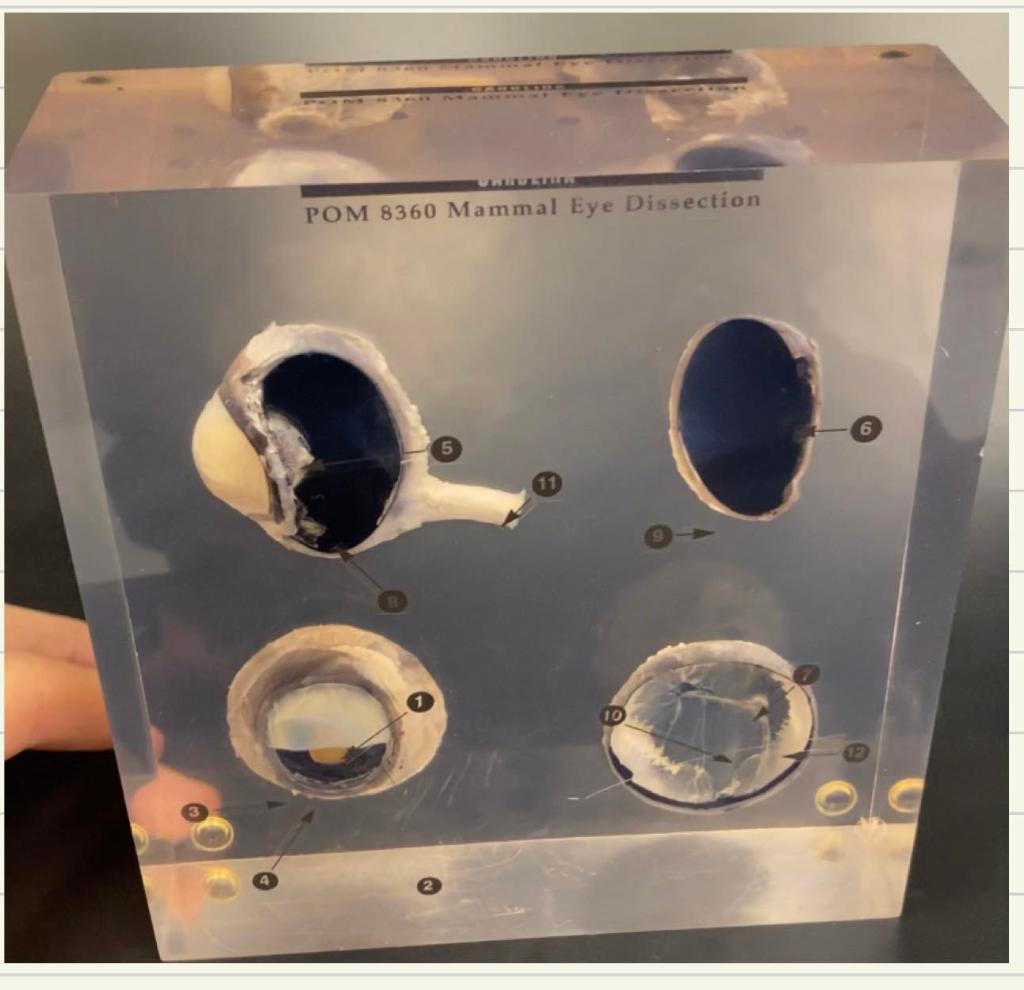 POM 8360 Mammal Eye Dissection | Chegg.com