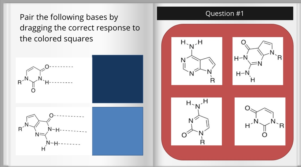 Solved Question #1 Pair the following bases by dragging the | Chegg.com