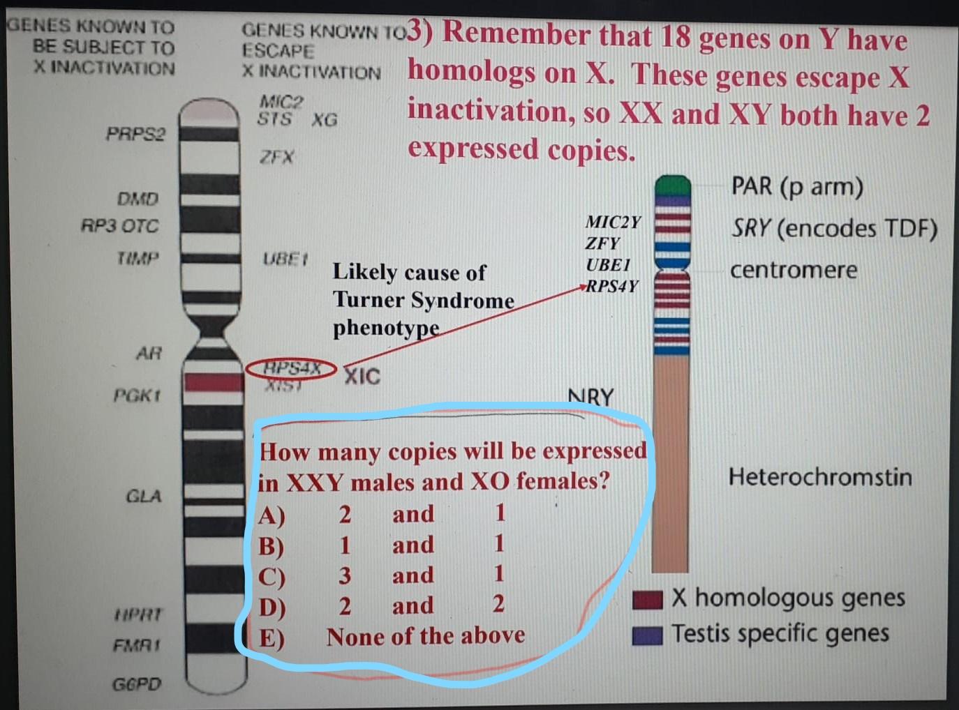 Solved Genes Known To Be Subject To X Inactivation Genes