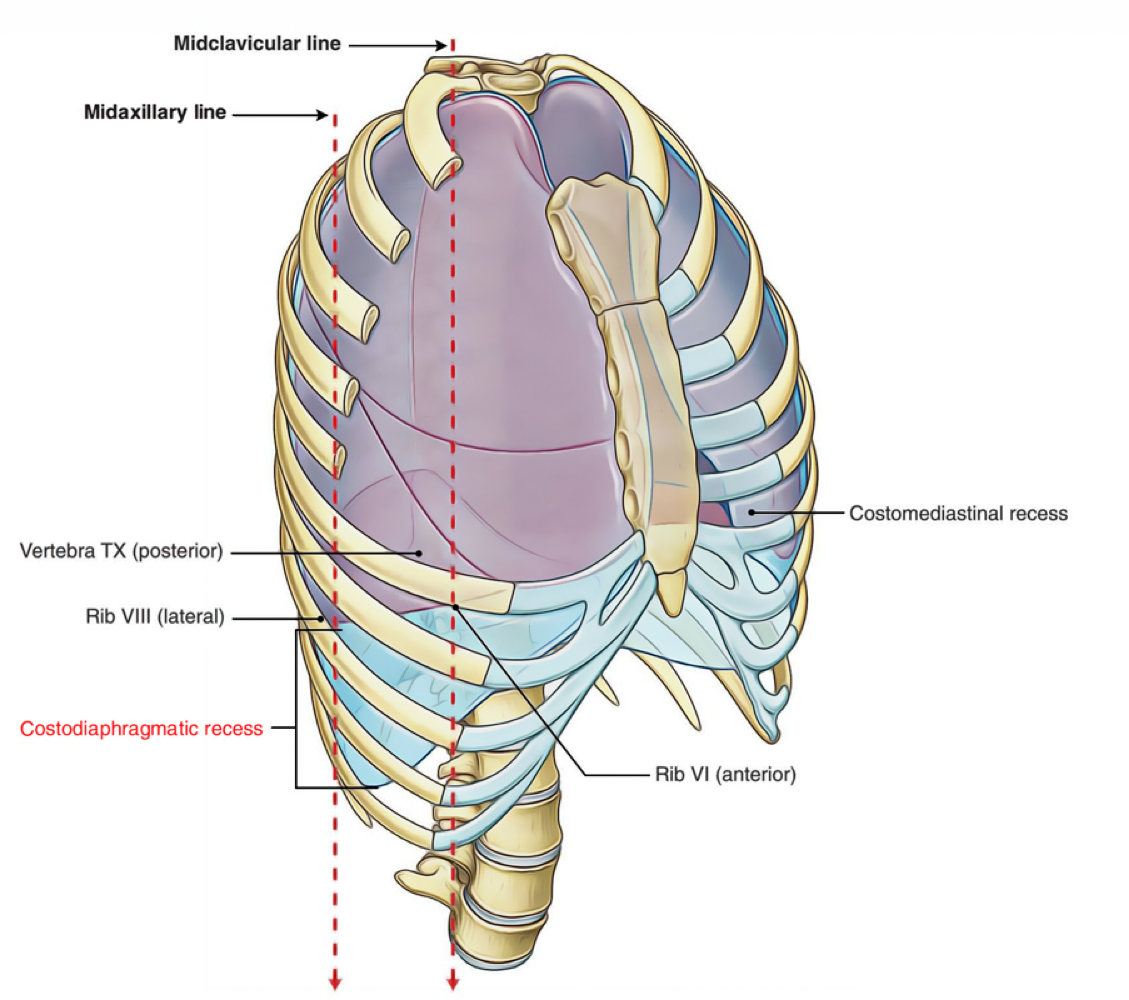 Solved During a nephrectomy in a patient with a short | Chegg.com