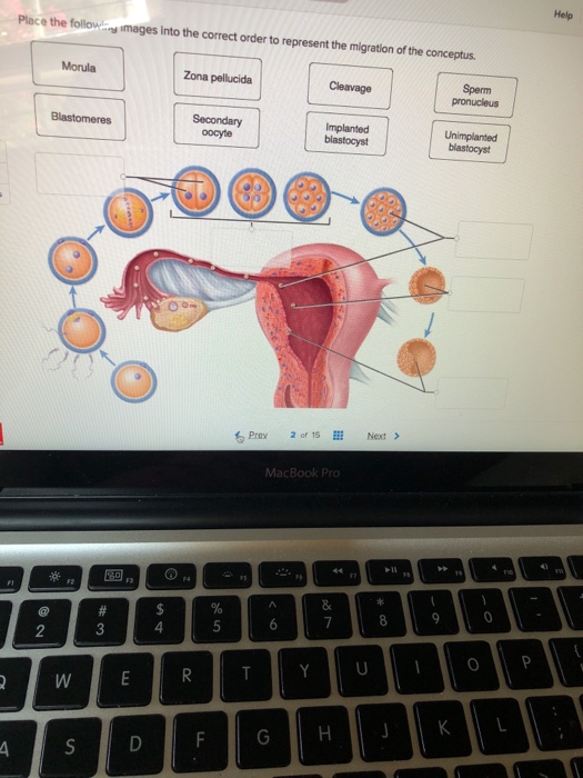 Solved Place the followig images into the correct order to | Chegg.com