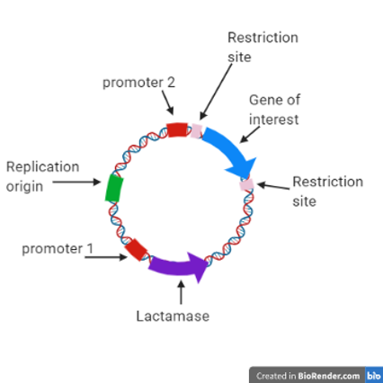 Solved Plasmid design: In the context of bacterial cloning | Chegg.com