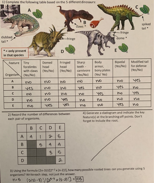 Solved generate a cladogram and indicate the key feature(s) | Chegg.com