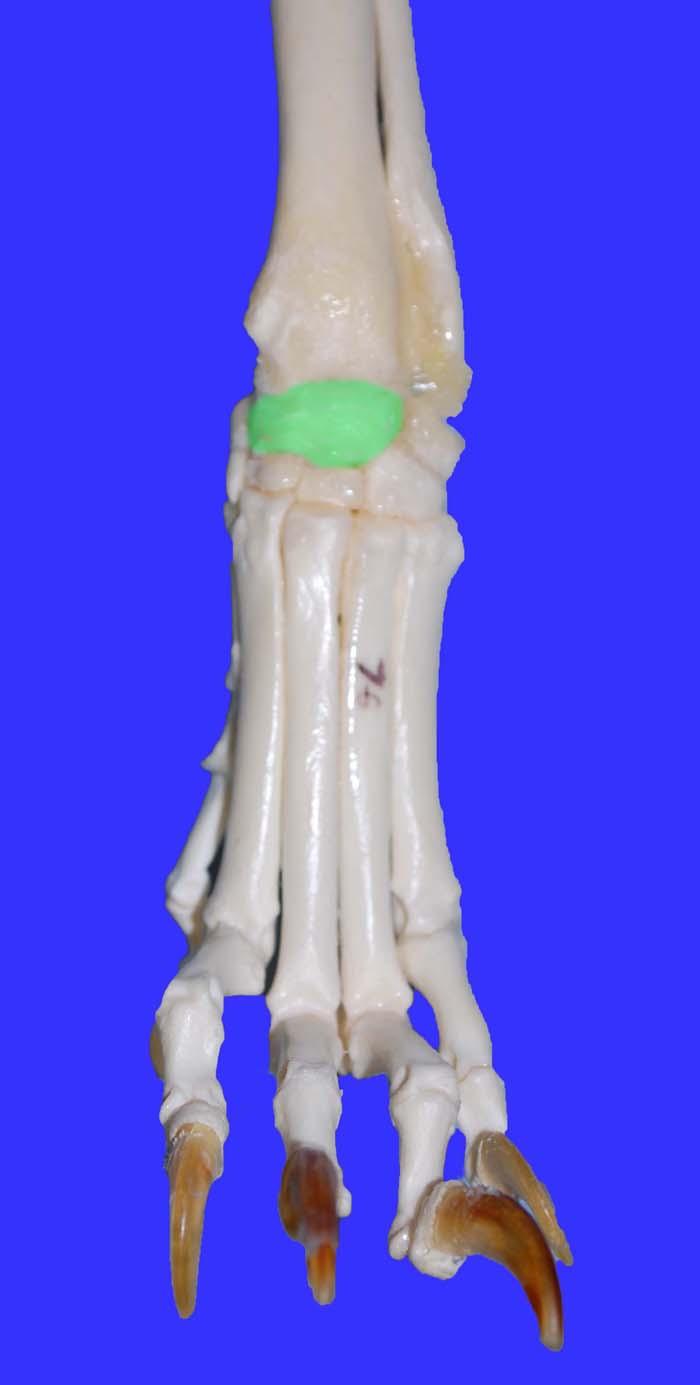 Solved Which of the following choices is the Canine (Dog) | Chegg.com