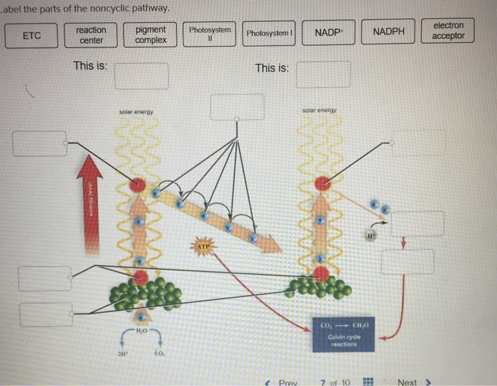 Solved abel the parts of the noncyclic pathway electron | Chegg.com