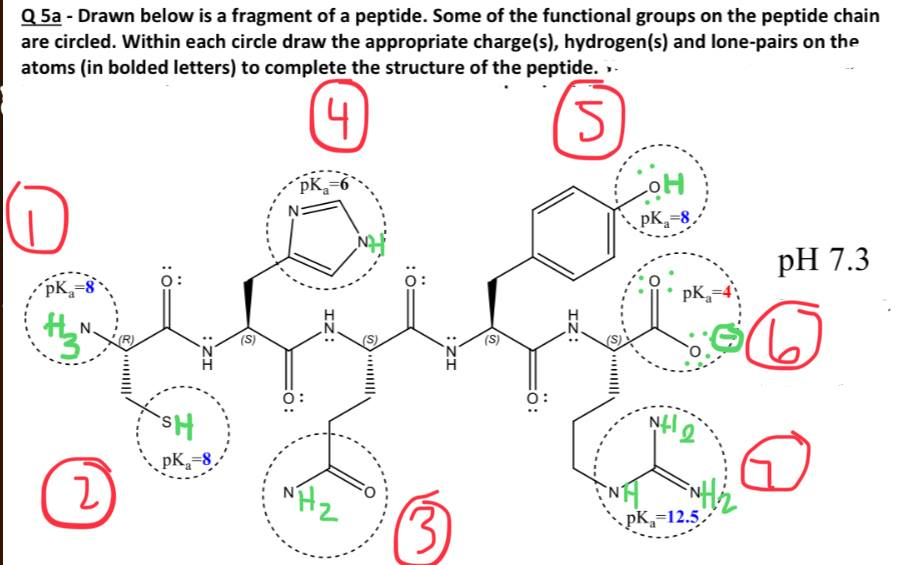 Solved How do you know how to draw the protonated vs | Chegg.com