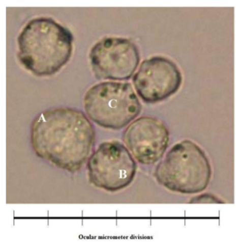 Solved PROBLEM #4: During your cell biology class, you are | Chegg.com
