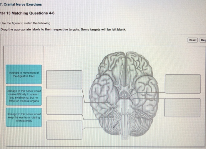 Solved 7: Cranial Nerve Exercises ter 13 Matching Questions | Chegg.com
