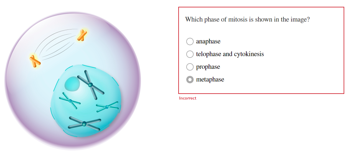 Mitosis Prophase Metaphase Anaphase Telophase