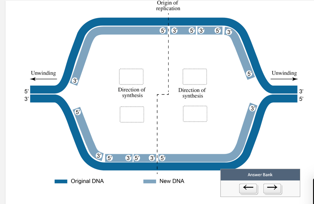 Solved Step 2: Identify the direction of DNA synthesis in | Chegg.com
