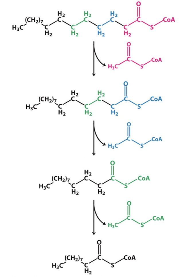 Beta Oxidation Of Palmitic Acid