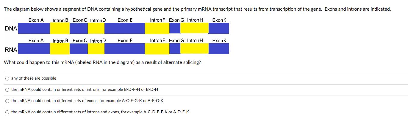 Solved The diagram below shows a segment of DNA containing a | Chegg.com