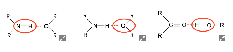 Solved Given the hydrogen bonds below, correctly | Chegg.com